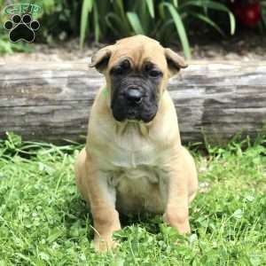 Cane Corso Puppies For Sale | Greenfield Puppies