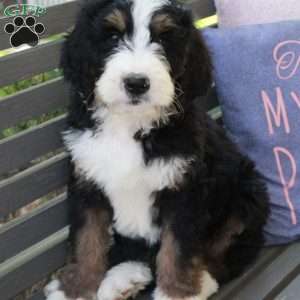 Arlin Beachy - Greenfield Puppies