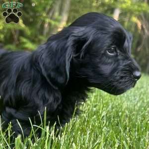 Lhasa-Poo Puppies For Sale | Greenfield Puppies