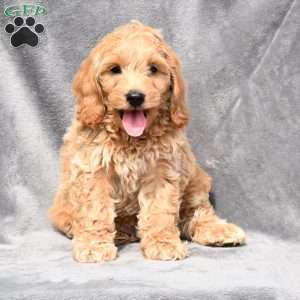 Cockapoo Puppies for Sale - Greenfield Puppies