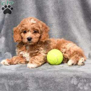 Cockapoo Puppies for Sale - Greenfield Puppies