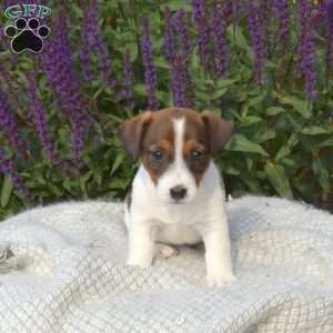Jack Russell Terrier Puppies For Sale - Greenfield Puppies