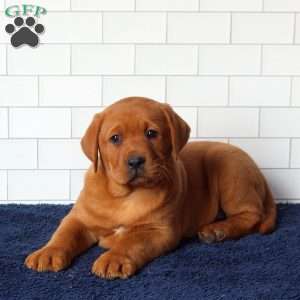 Fox Red Labrador Retriever Puppies for Sale - Greenfield Puppies