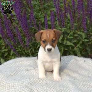 Jack Russell Terrier Puppies For Sale | Greenfield Puppies