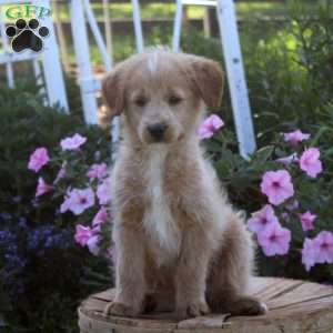 Aki-Poo Puppies for Sale | Greenfield Puppies