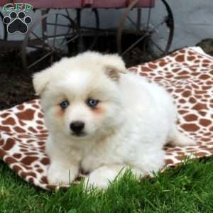 Pomsky Puppies For Sale - Greenfield Puppies
