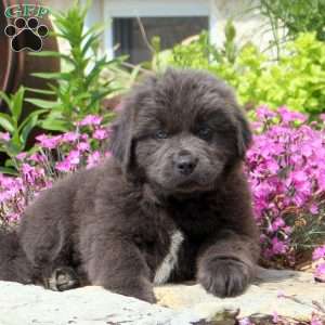 Newfoundland Puppies for Sale - Greenfield Puppies