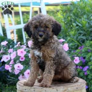Aki-Poo Puppies for Sale | Greenfield Puppies