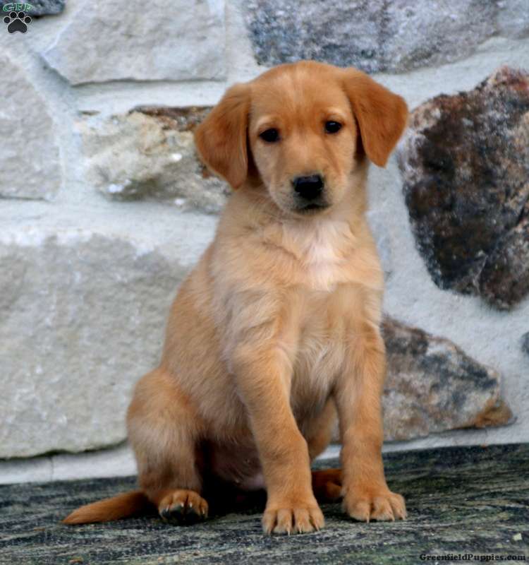 German Shepherd Golden Retriever Mix Puppy