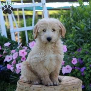 Aki-Poo Puppies for Sale | Greenfield Puppies