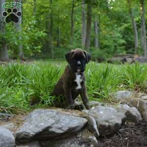 Boxer Puppies For Sale - Greenfield Puppies