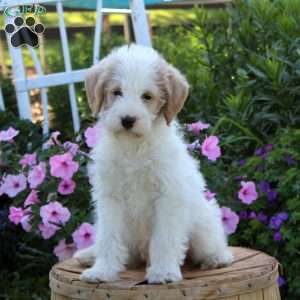 Aki-Poo Puppies for Sale | Greenfield Puppies