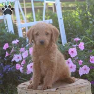 Aki-Poo Puppies for Sale | Greenfield Puppies