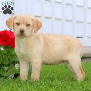 Yellow Labrador Retriever Puppies For Sale | Greenfield Puppies