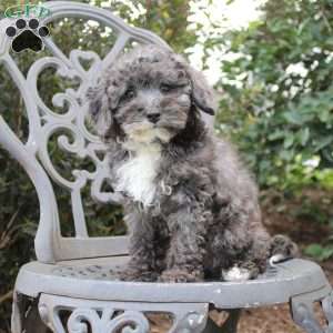 Bich-poo Puppies For Sale | Greenfield Puppies