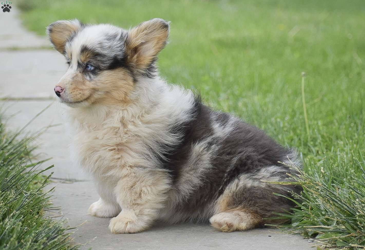 Corgi Australian Shepherd Dog Mix