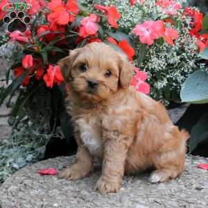 Peekapoo Puppies for Sale | Greenfield Puppies