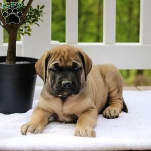 What Is A Fluffy English Mastiff