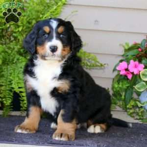 John & Emma King - Greenfield Puppies