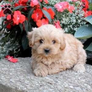 Peekapoo Puppies for Sale | Greenfield Puppies