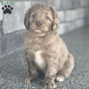 Eli & Lori Yoder - Greenfield Puppies