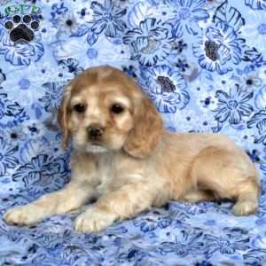 Cocker Spaniel Puppies For Sale | Greenfield Puppies