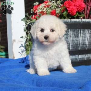 Bich-poo Puppies For Sale | Greenfield Puppies