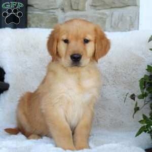 Sam Stoltzfus - Greenfield Puppies