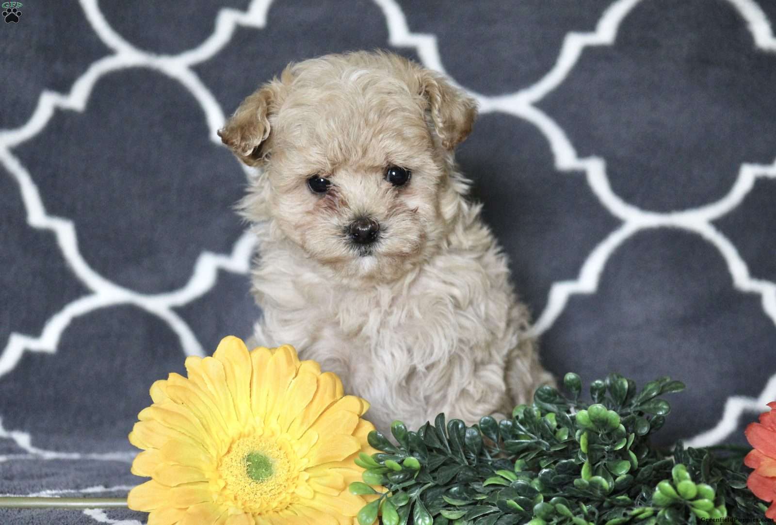 Teacup Maltipoo Puppies