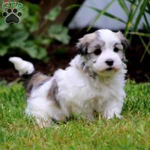 Havanese Puppies For Sale | Greenfield Puppies