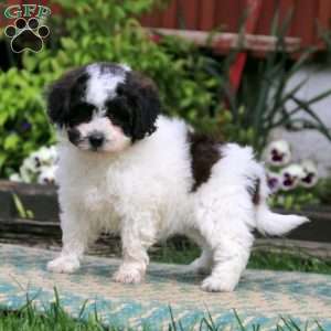 Shih-Poo Puppies For Sale | Greenfield Puppies