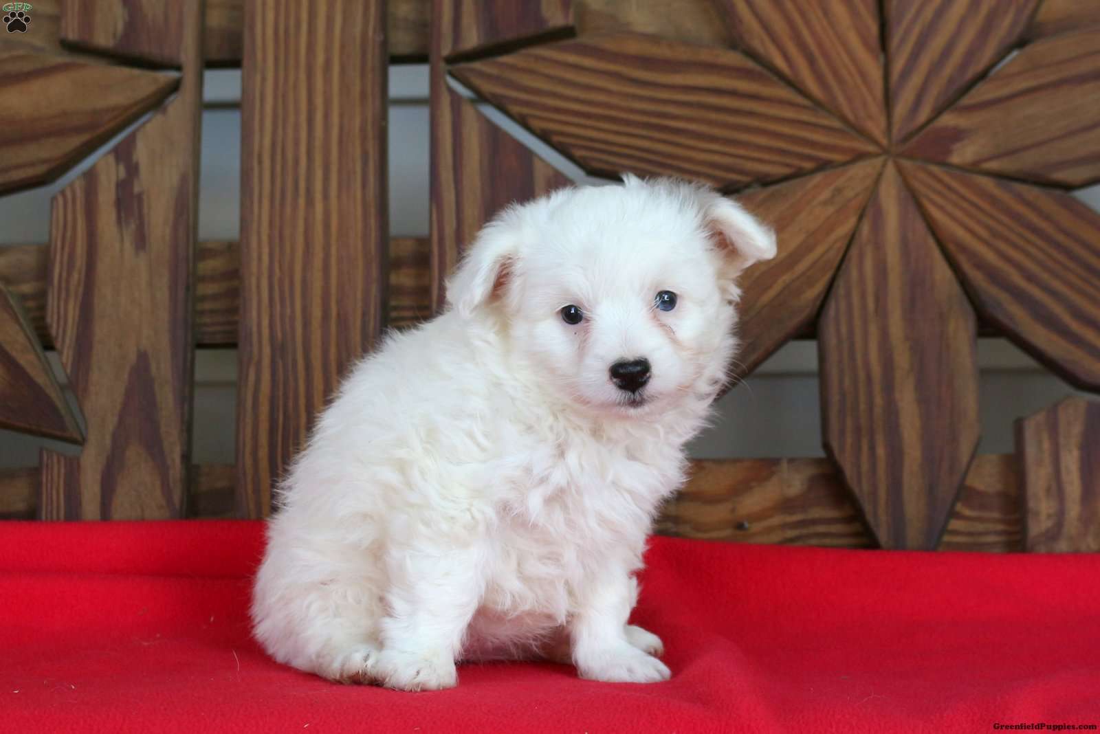 Eskapoo Puppies For Sale