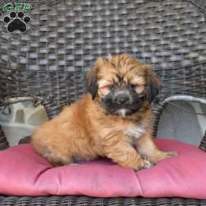 Havashu Puppies For Sale - Greenfield Puppies