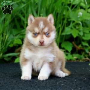 Pomsky Puppies For Sale - Greenfield Puppies