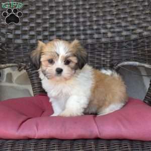 Havashu Puppies For Sale - Greenfield Puppies