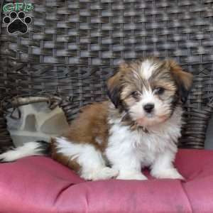 Havashu Puppies For Sale - Greenfield Puppies