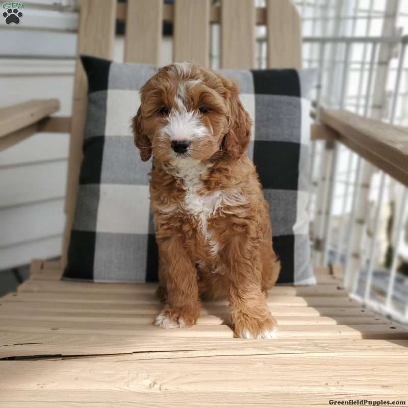 Nova Scotia Duck Tolling Retriever Mix Puppies for Sale