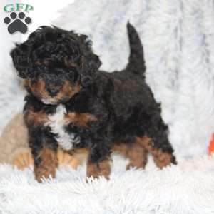 Miniature Poodle Puppies for Sale - Greenfield Puppies