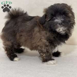 Shih-Poo Puppies For Sale | Greenfield Puppies