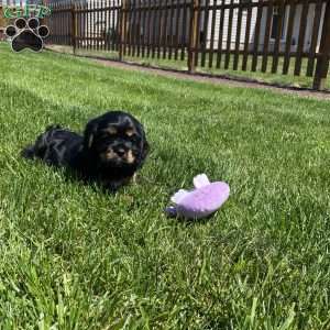 Cockalier Puppies For Sale | Greenfield Puppies