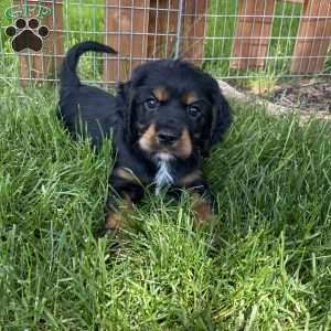 Cockalier Puppies For Sale | Greenfield Puppies