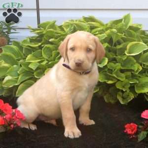 Fox Red Labrador Retriever Puppies for Sale - Greenfield Puppies