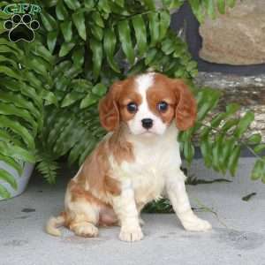 Cavalier King Charles Spaniel Puppies for Sale