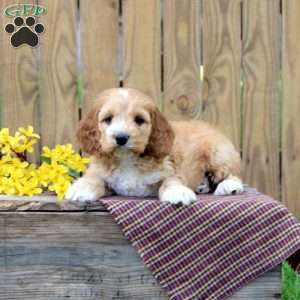 Cockapoo Puppies for Sale - Greenfield Puppies
