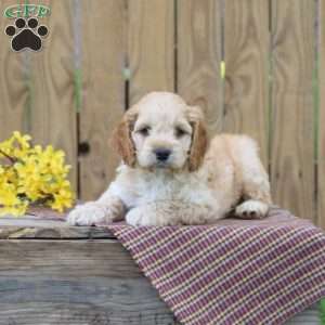 Cockapoo Puppies for Sale - Greenfield Puppies