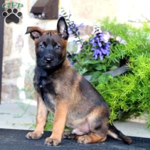 Belgian Malinois Puppies for Sale | Greenfield Puppies