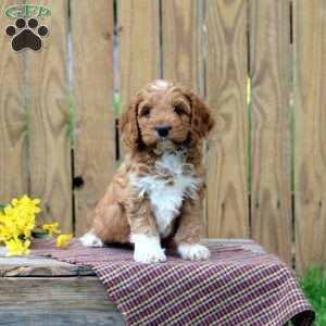 Joshua Martin - Greenfield Puppies