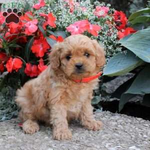 Peekapoo Puppies for Sale | Greenfield Puppies