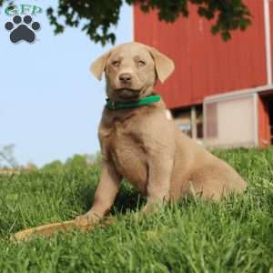 Silver Labrador Retriever Puppies For Sale - Greenfield Puppies