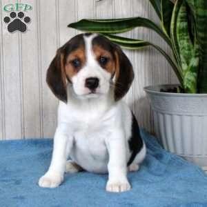 Beagle Puppies For Sale | Greenfield Puppies